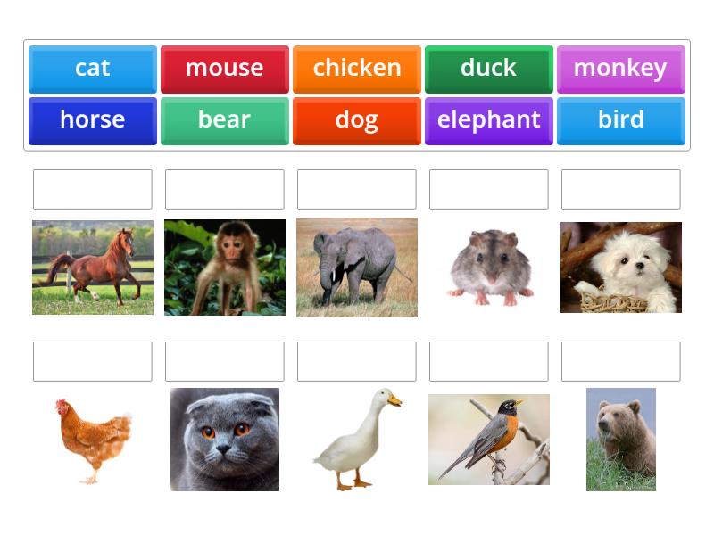 animals - grade 1 - Match up