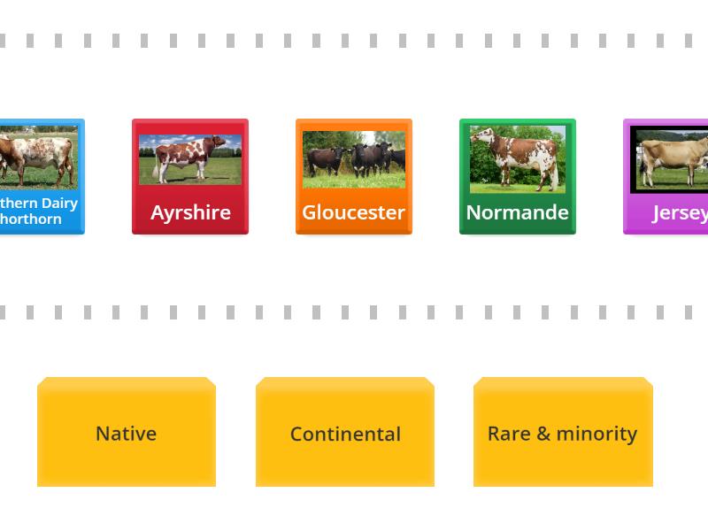 Dairy Cattle Breeds - Speed sorting