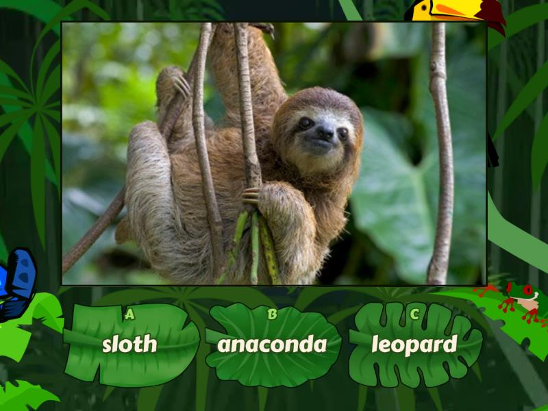 Guess The Rainforest Animal - Quiz