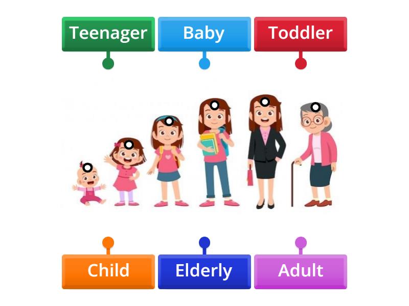 Human Life cycle - Labelled diagram
