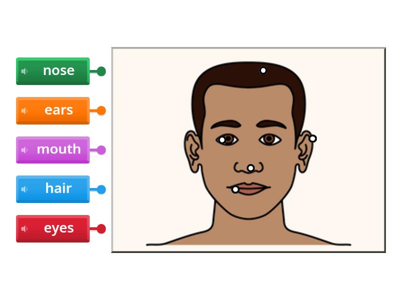 Body - head - Labelled diagram