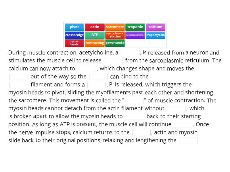 Muscle Contraction - Complete the sentence