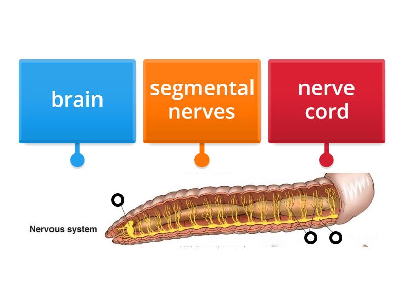 Earthworm Nervous System - Labelled diagram