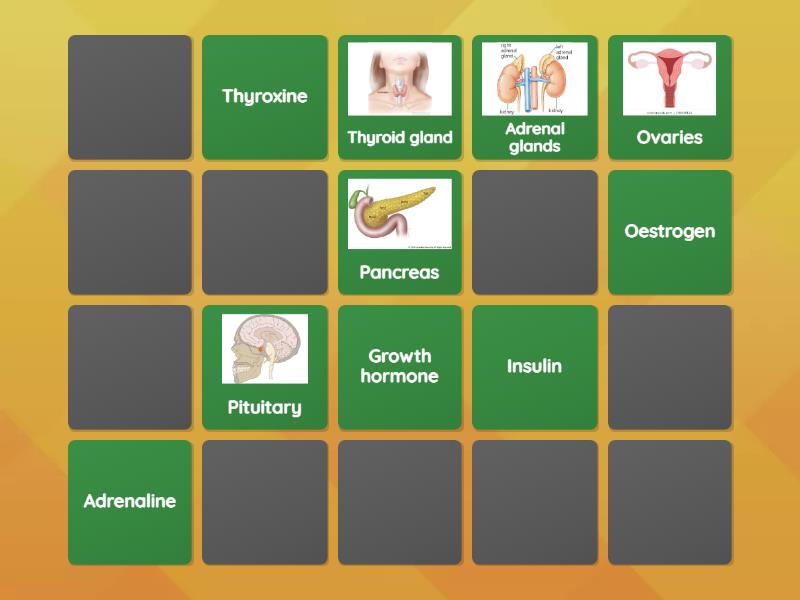 Endocrine glands and hormones - Matching pairs