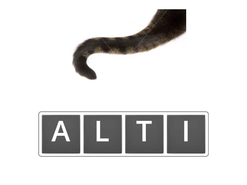 ANIMAL BODY PARTS - Anagrama