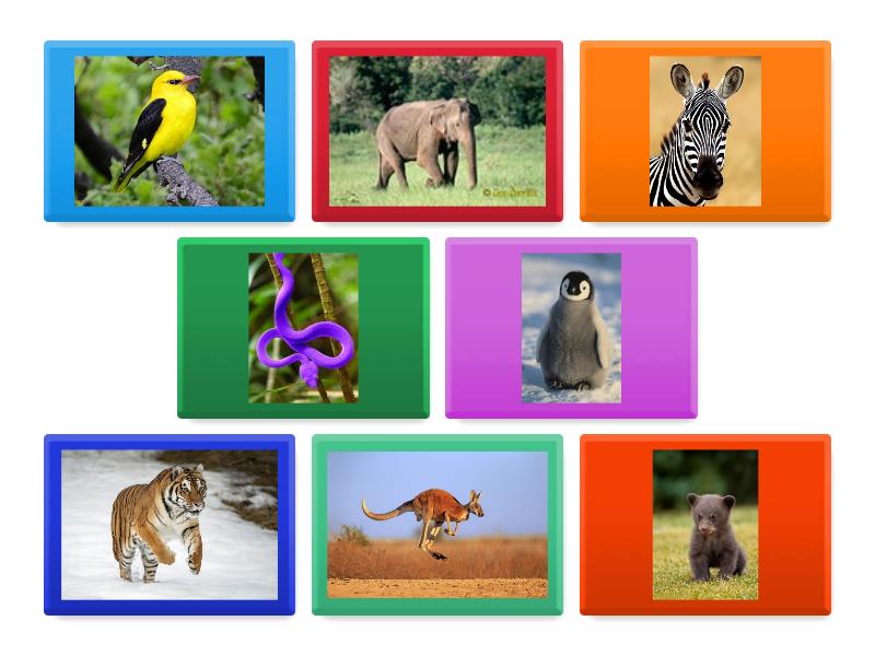 1A wild animals - Flip tiles