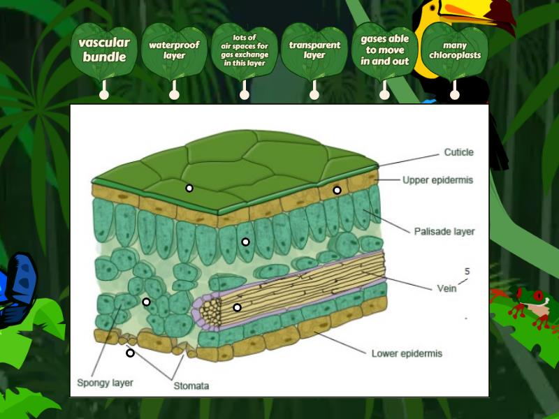 Leaf adaptations Sc505 - Labelled diagram