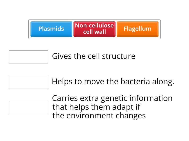 Adaptations of a bacterial cell - Match up