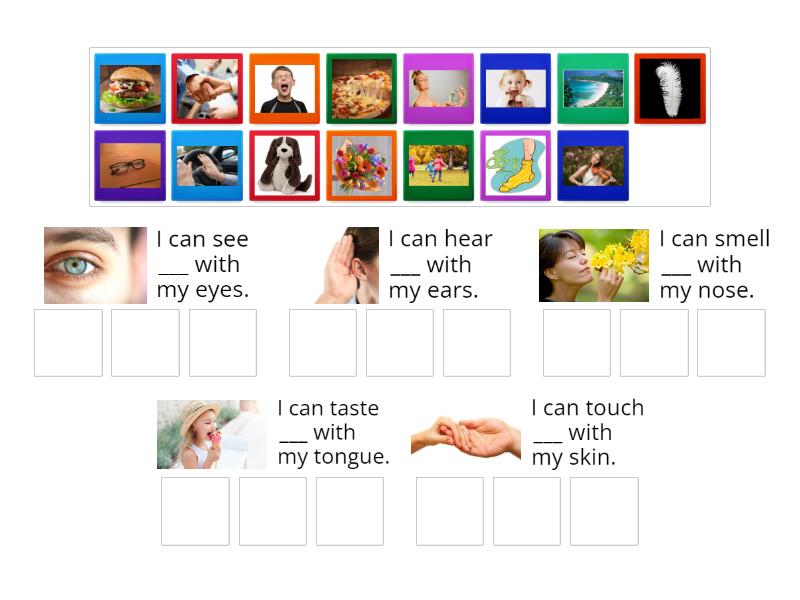 Me2a Sci 5 Senses - Group sort