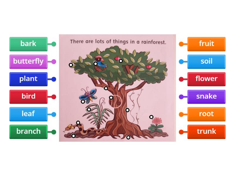the rainforest - Labelled diagram