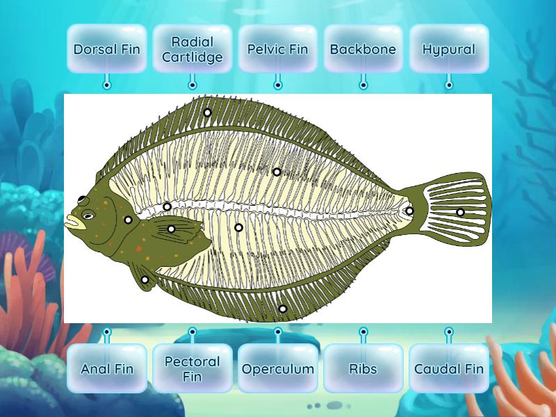 Anatomise This: Plaice Skeleton Edition - Labelled diagram