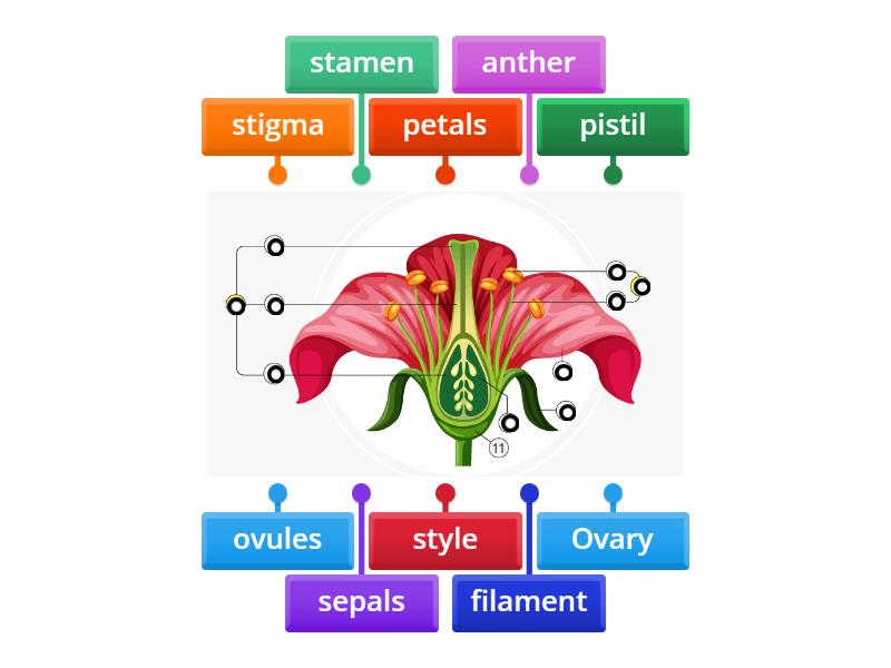 Parts of a flower - Labelled diagram
