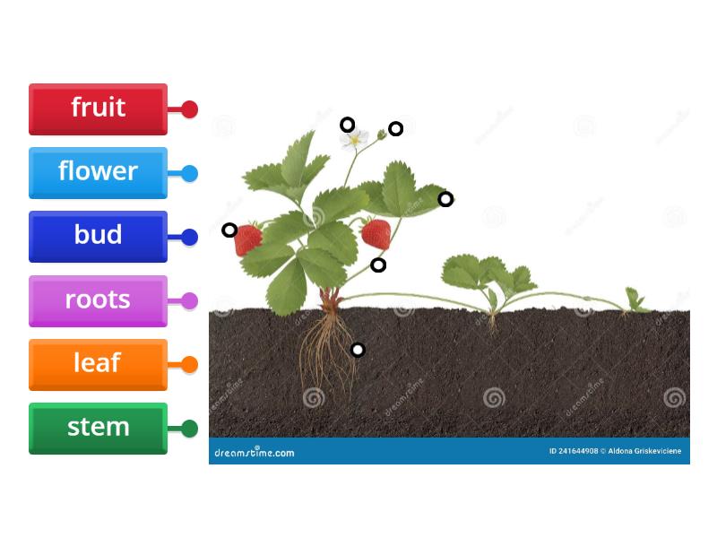 Parts of a strawberry plant - Labelled diagram