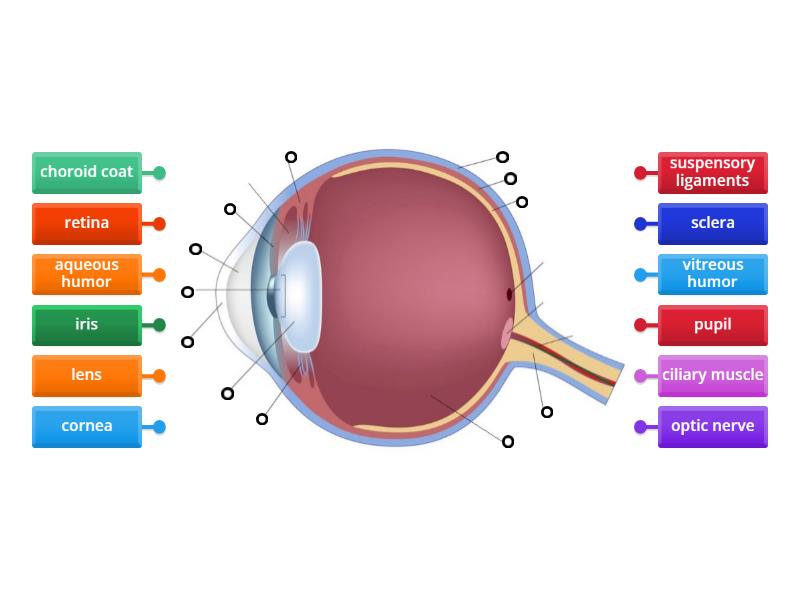 Eyeball anatomy - Labelled diagram