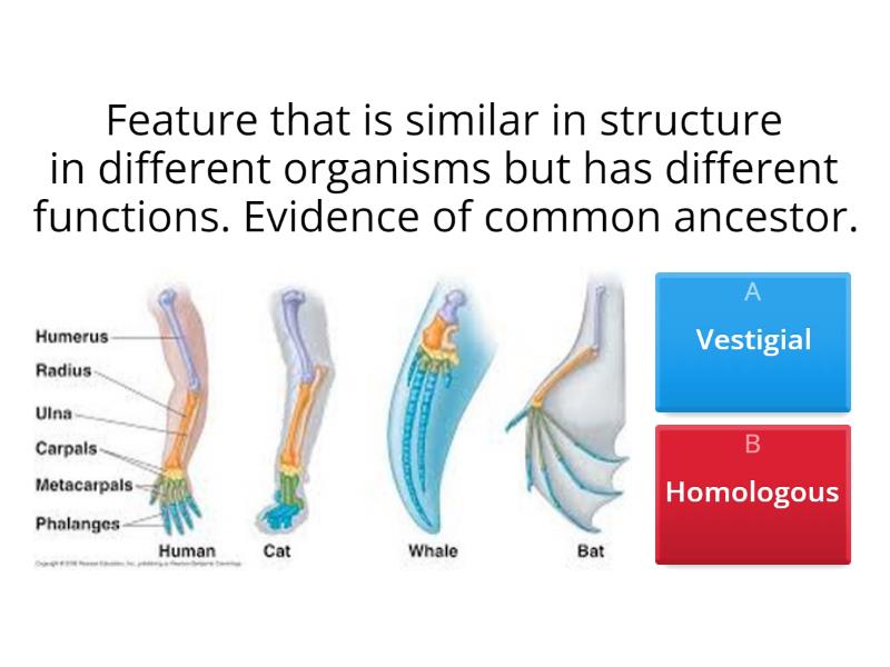Vestigial vs. Homologous Structures - Quiz