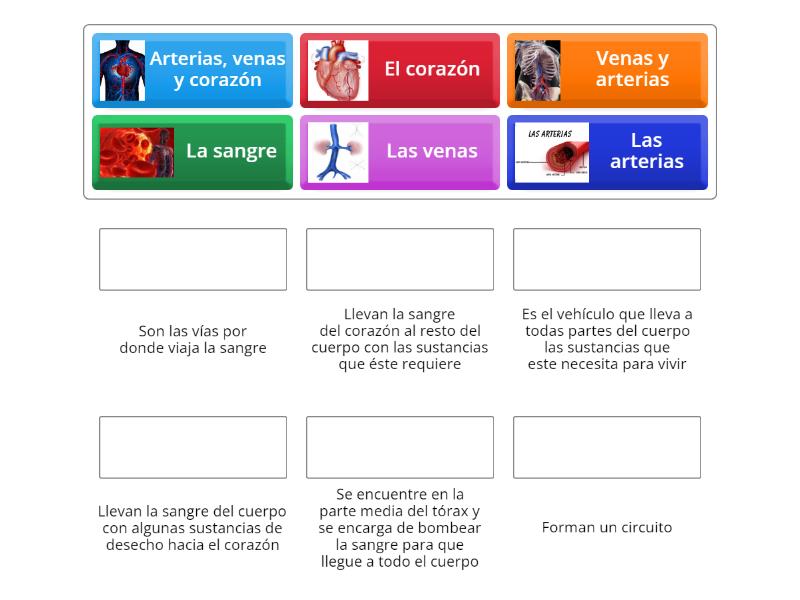 Ciencias naturales_aparato circulatorio_2 - Une las parejas