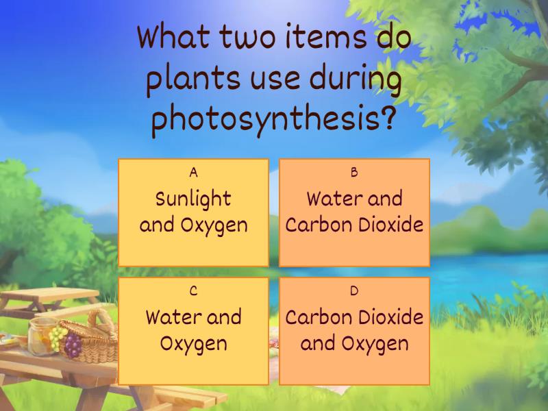 Photosynthesis - Quiz