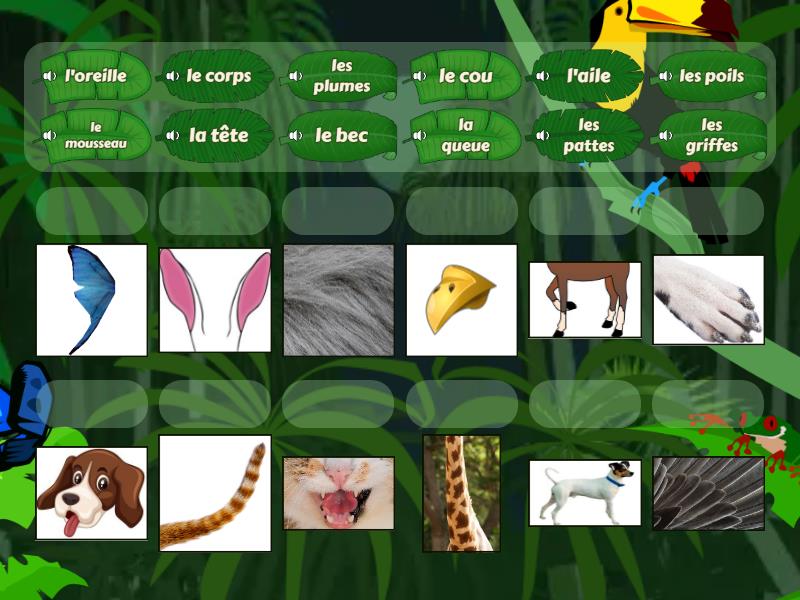 Les parties du corps des animaux - Une las parejas