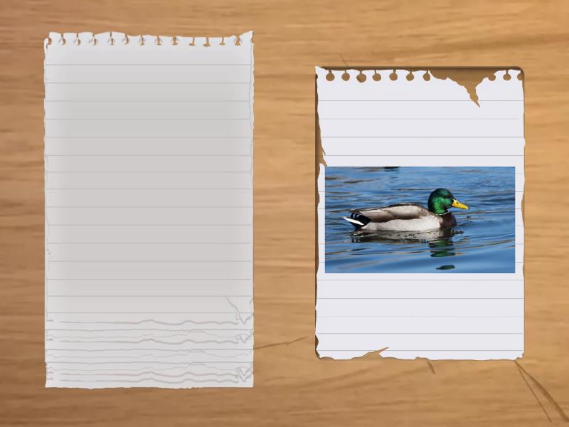 Animals Dictation - Speaking cards