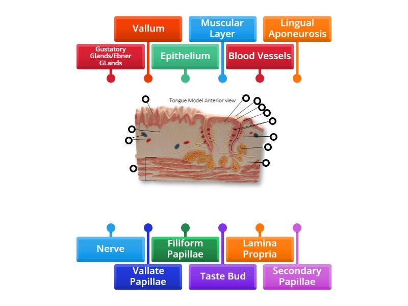 Tongue - Labelled diagram