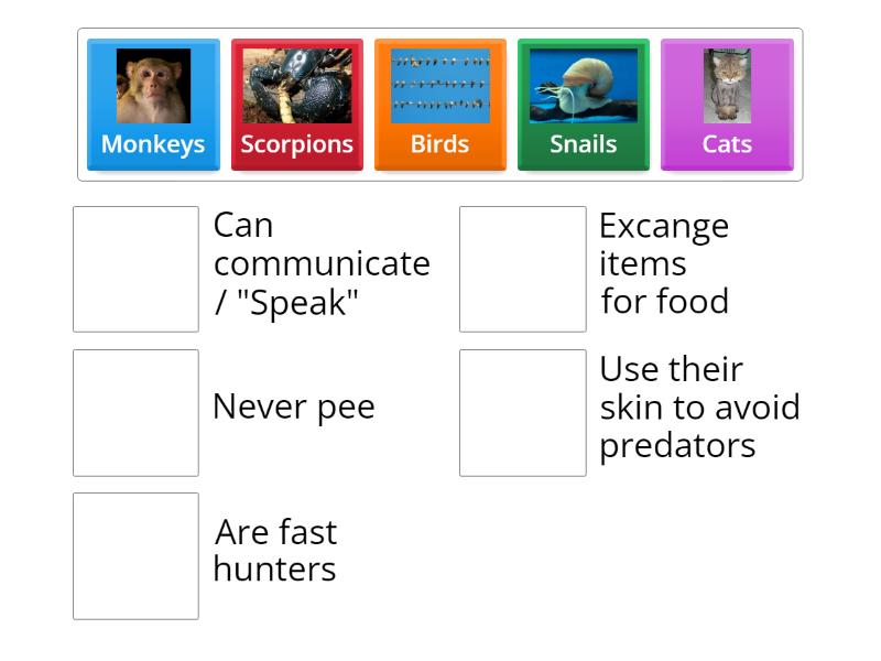 Cinema: animal skills - Match up