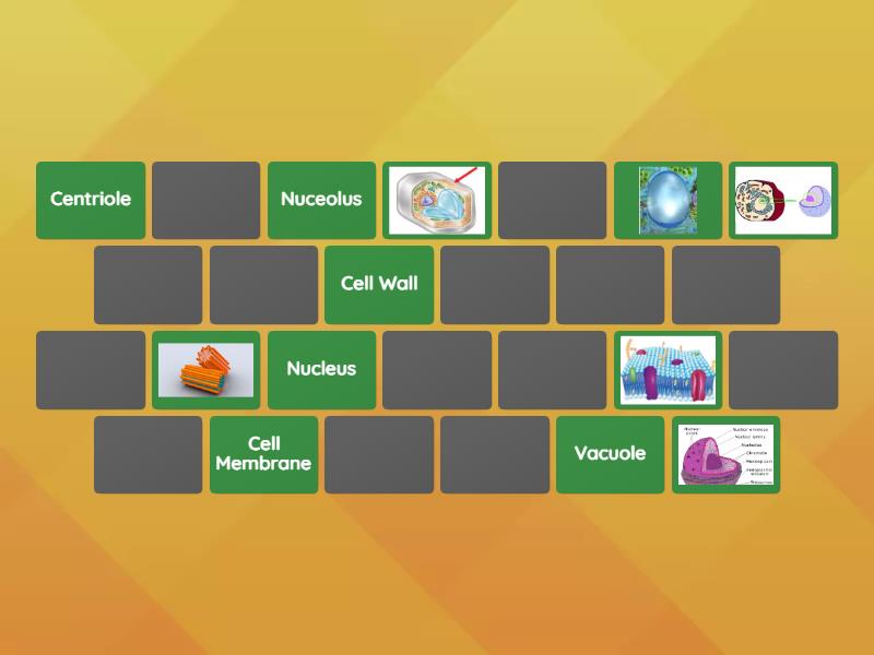 Cell Organelle Flip Matching - Matching pairs