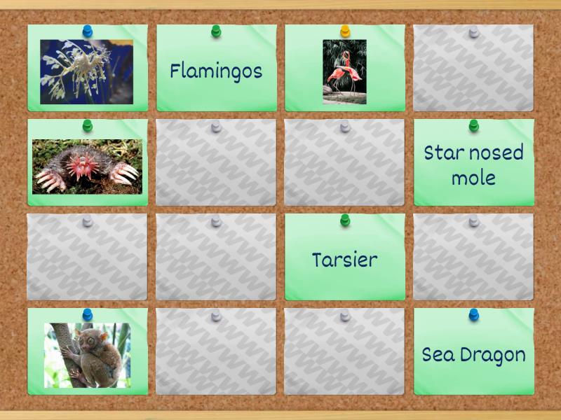 unusual animals - Matching pairs