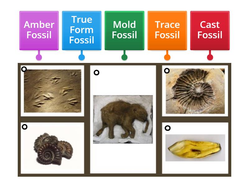 Types of Fossils - Imagem com legenda