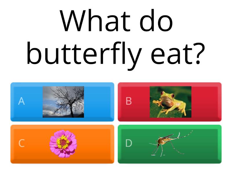 BUTTERFLY - Quiz