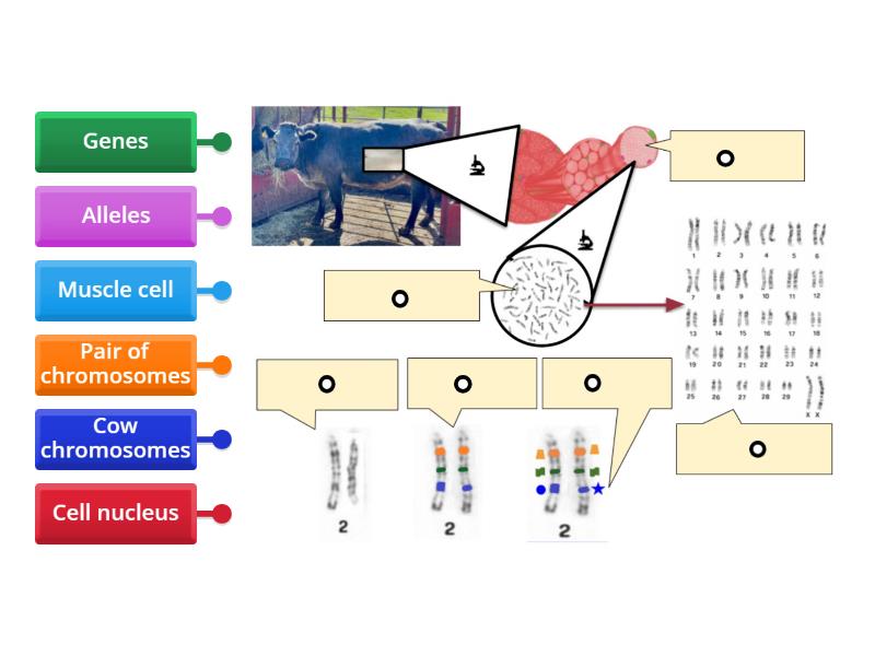 Cow Genetic Model - Labelled diagram