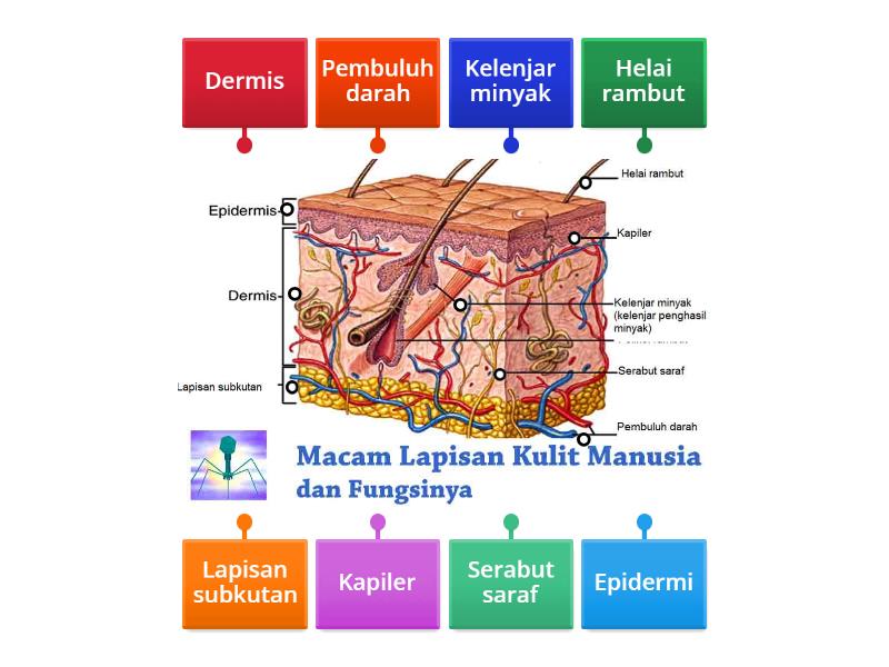 Kulit - Labelled diagram