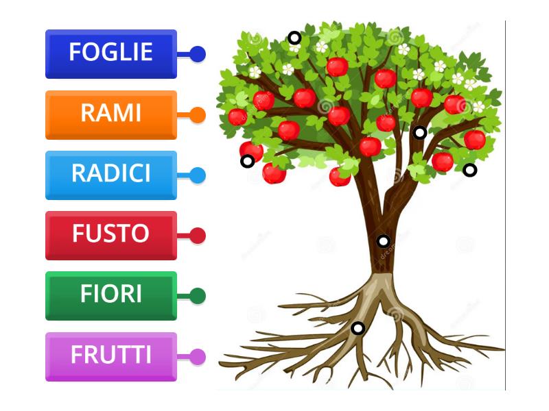 LE PARTI DELLA PIANTA - Labelled diagram