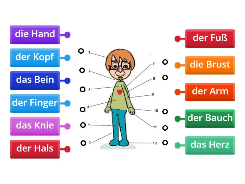 Die Körperteile. Ordnen Sie die Wörter dem passenden Körperteil zu ...