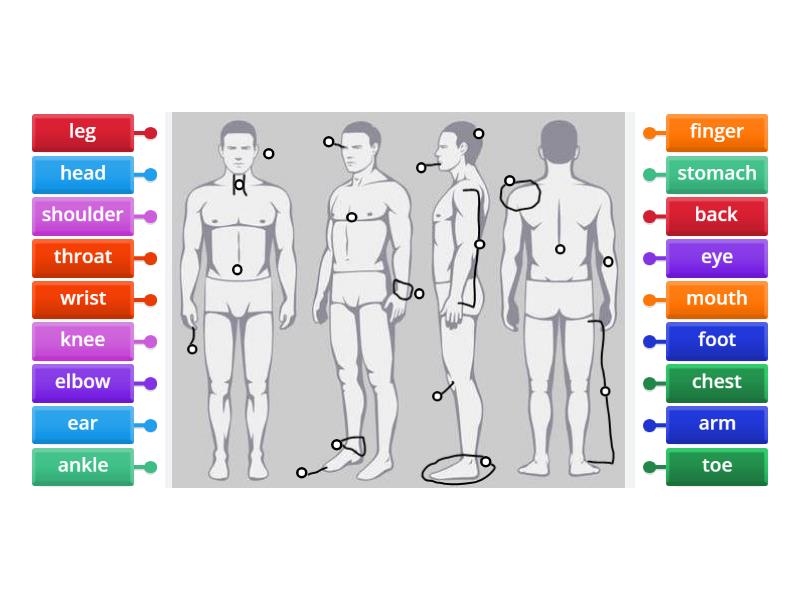 The human body - Labelled diagram