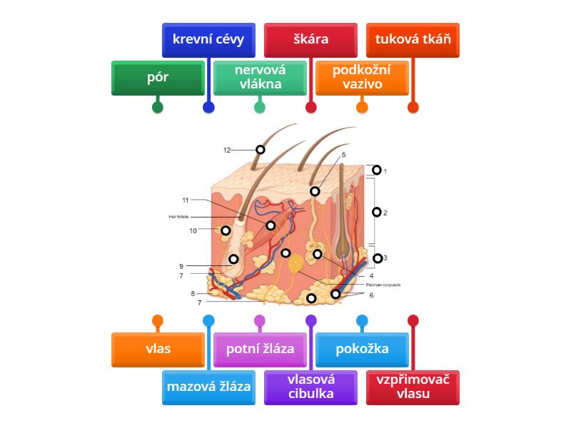 Kožní soustava 2 - Labelled diagram