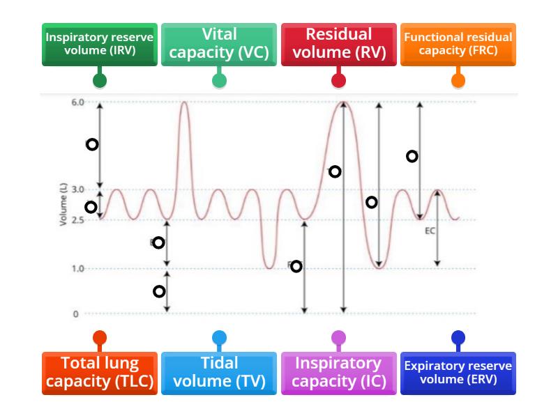 Spirometer tracing - Labelled diagram