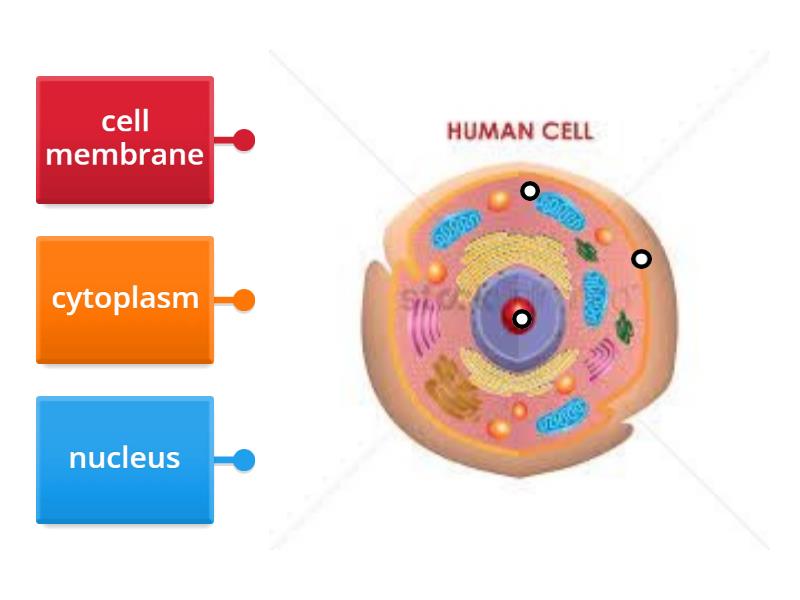 Human Cell - Labelled diagram