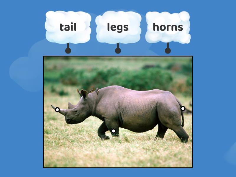 rhino - Labelled diagram