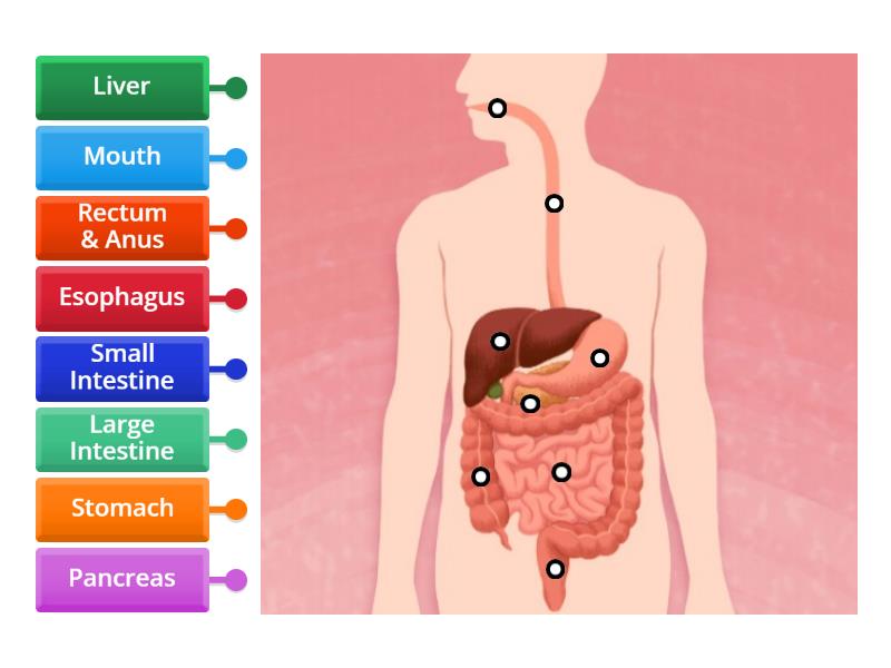 Science 4: Parts of the Digestive System - Labelled diagram