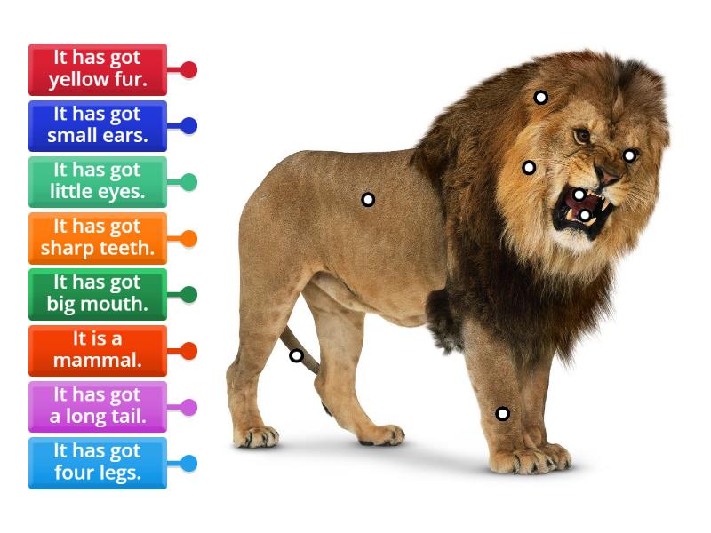 LION's description - Labelled diagram
