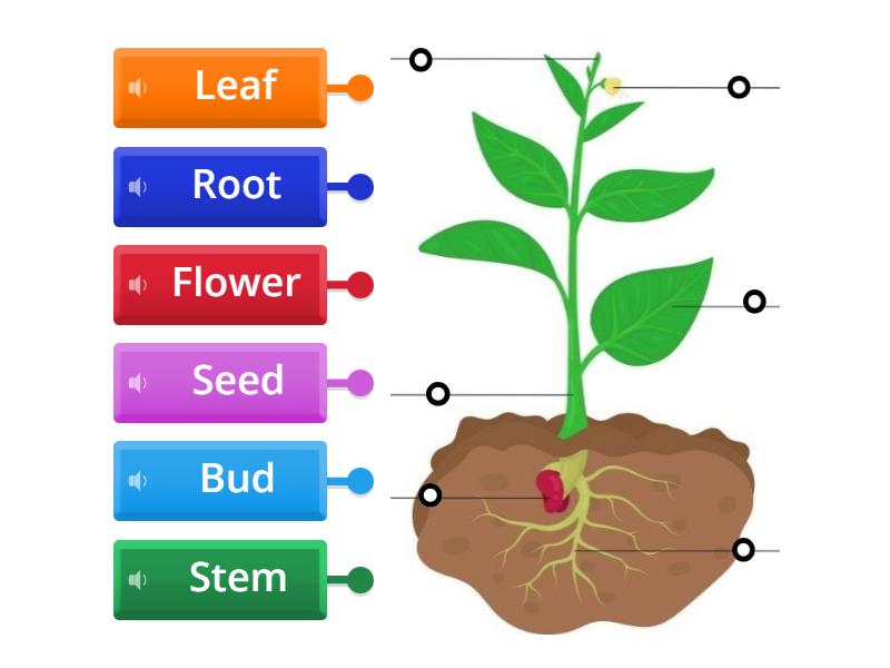 Parts of a plant labelling - Labelled diagram