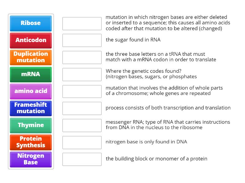 Protein synthesis - Match up