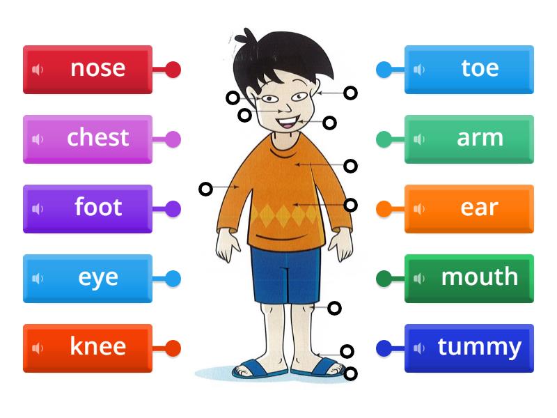 CPS1_5.1. Our bodies_Quiz 1 - Labelled diagram