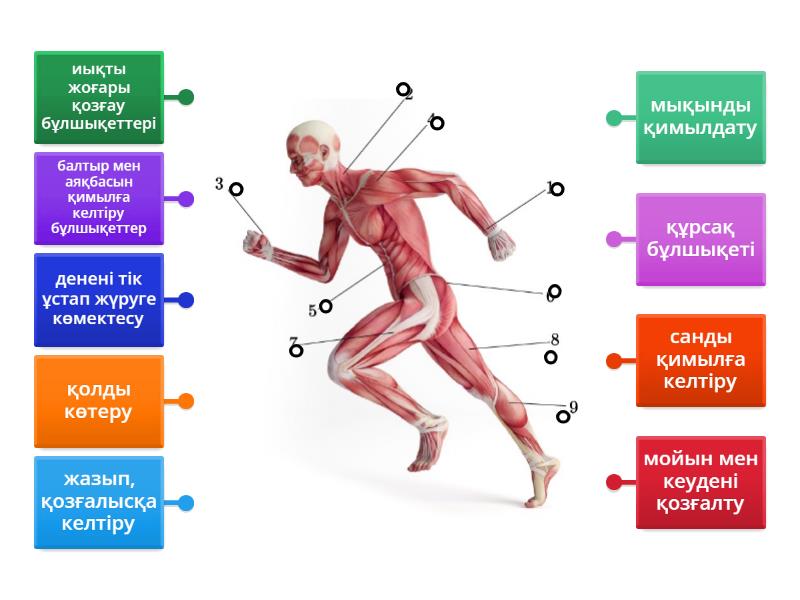 anatomy - Labelled diagram