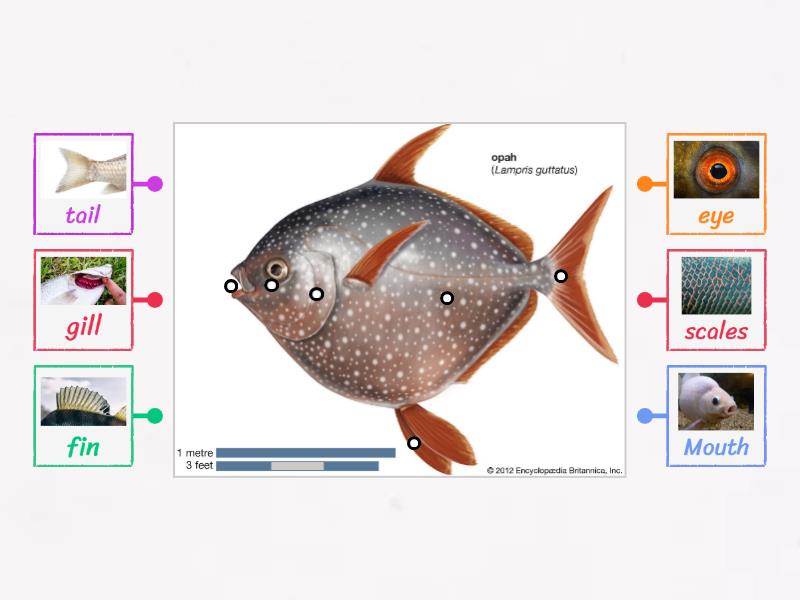 fish - Labelled diagram
