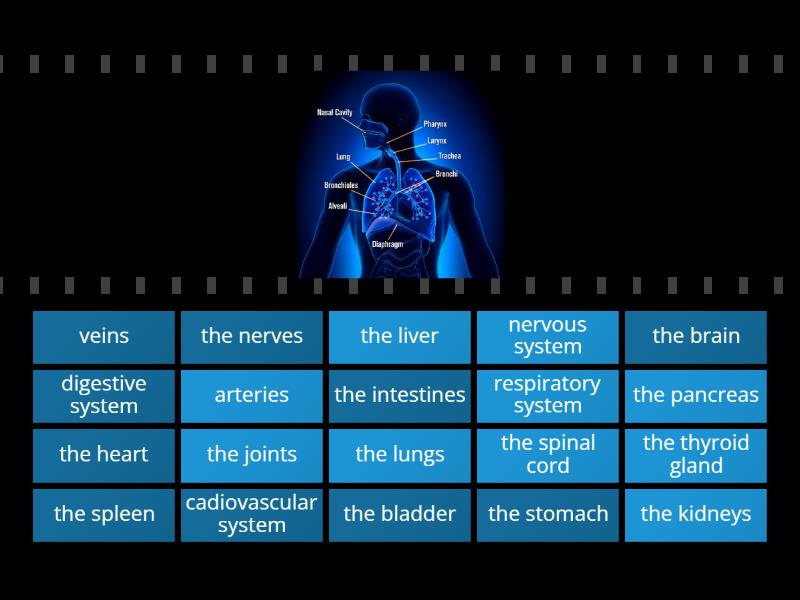 Christian - anatomy 1 - Find the match