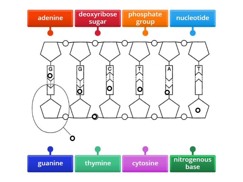 DNA Structure - Labelled diagram