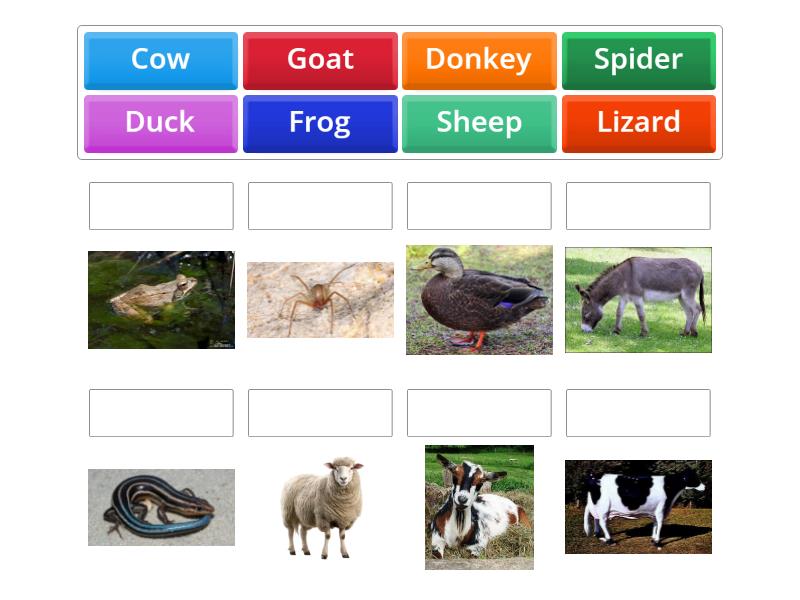 KB2_unit7_animals - Match up