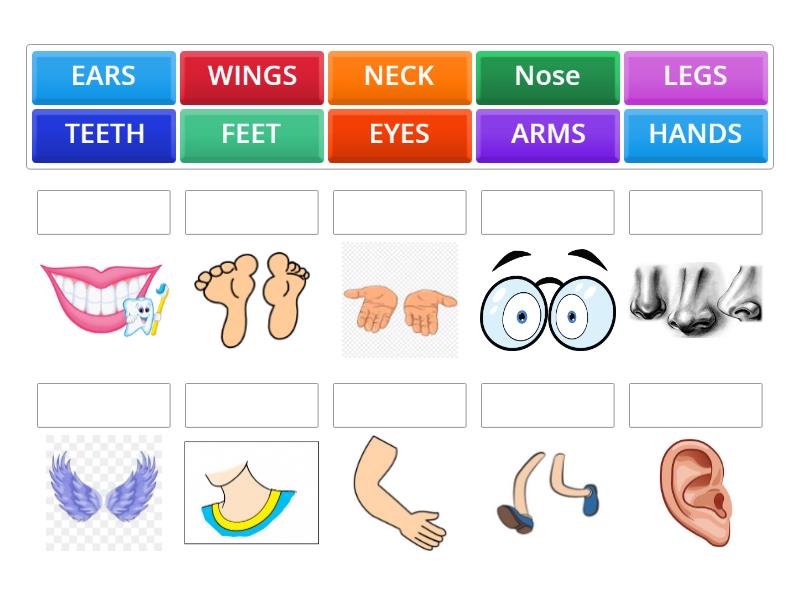 Body parts - Match up