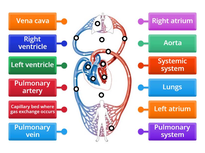 11th Cardiovascular system - Double circulatory system - Diagrama con ...